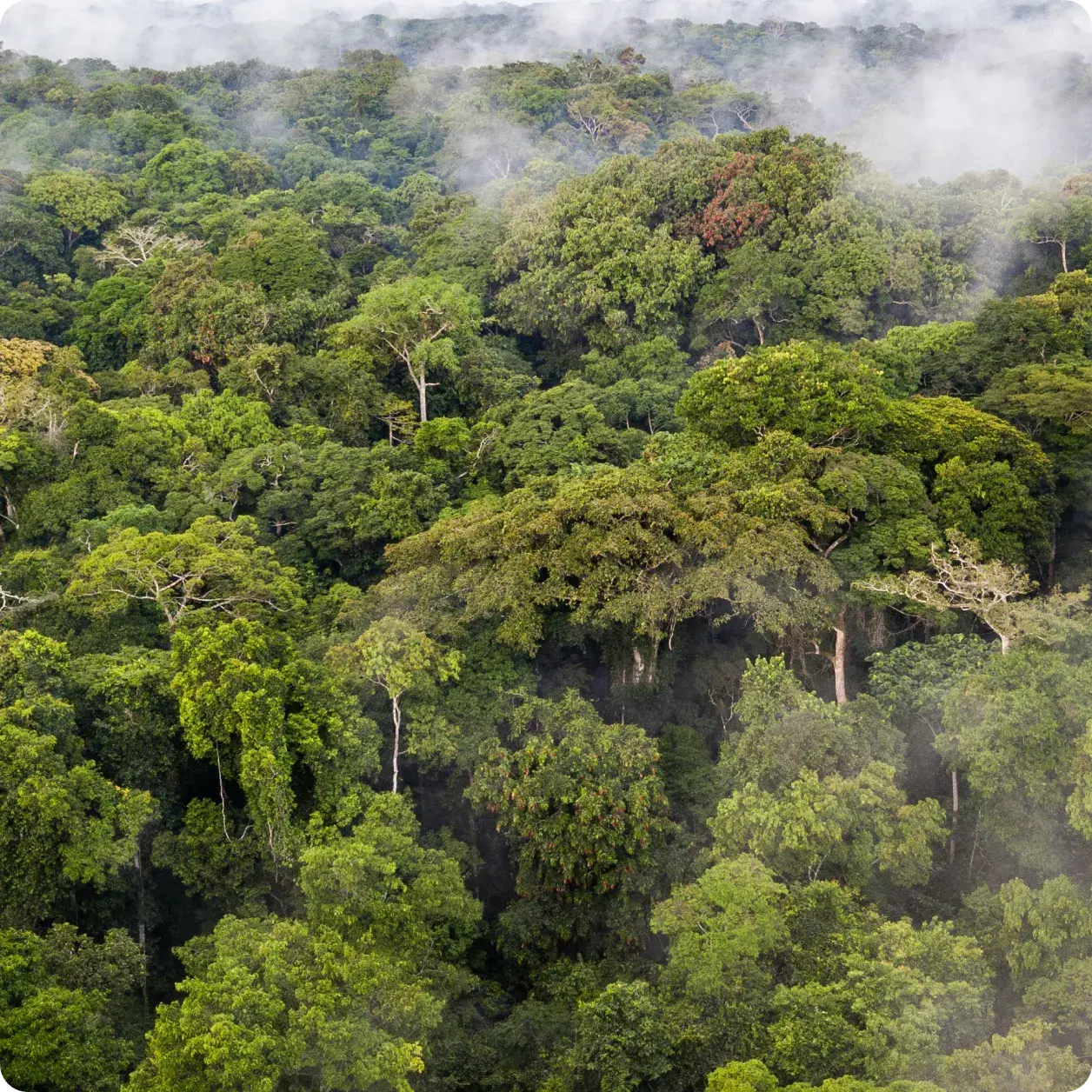 Explore Asana Forms Features • Asana