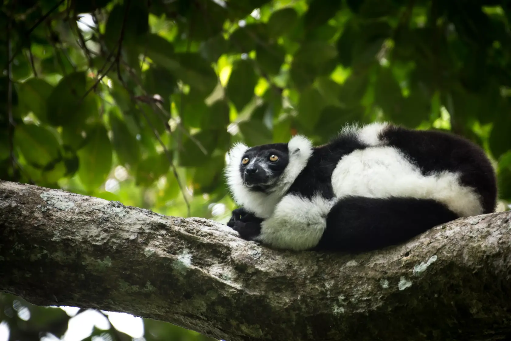 Asana Case Study - Wildlife Conservation Society • Asana