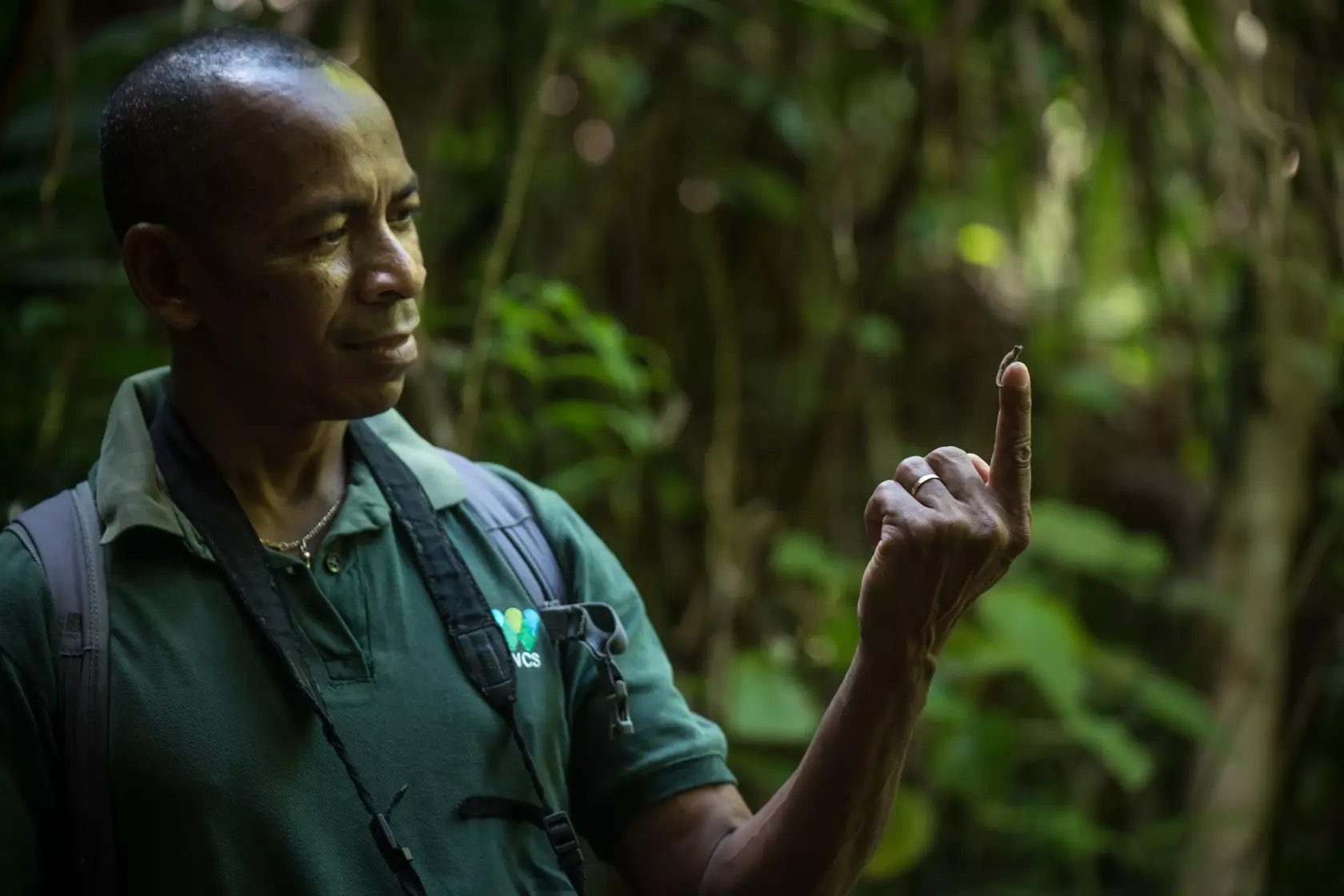 Asana Case Study - Wildlife Conservation Society • Asana